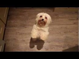 Youtube Sacconejolys Wiki Fandom