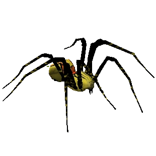 Тарантулы медиалис | Sacred Wiki | Fandom