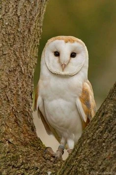 Pip | Sadie's Harry Potter Fan-fiction Wiki | Fandom