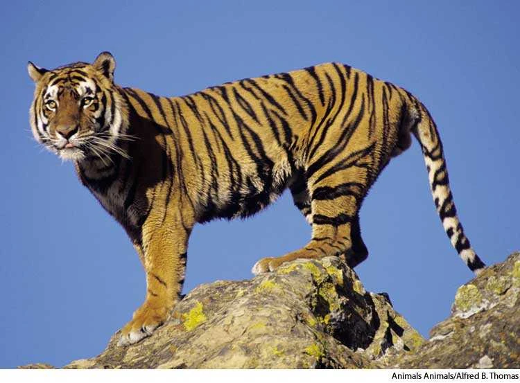 Congolese Bengal Tiger | Safari Wiki | Fandom