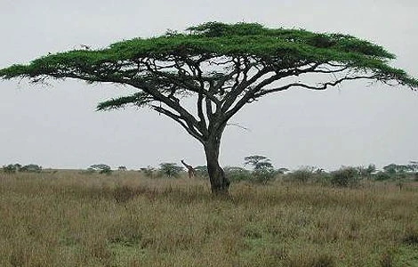 Safari Wiki | Fandom