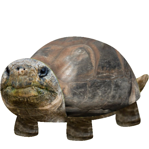 Tortoise Tortoise | Safety Turtleverse Wiki | Fandom