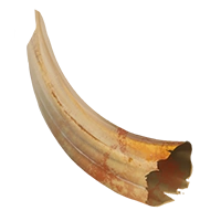Boar Tusk | Saga Of Survival Wiki | Fandom