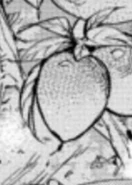 Zaro Fruits | Weakest Tamer Wiki | Fandom