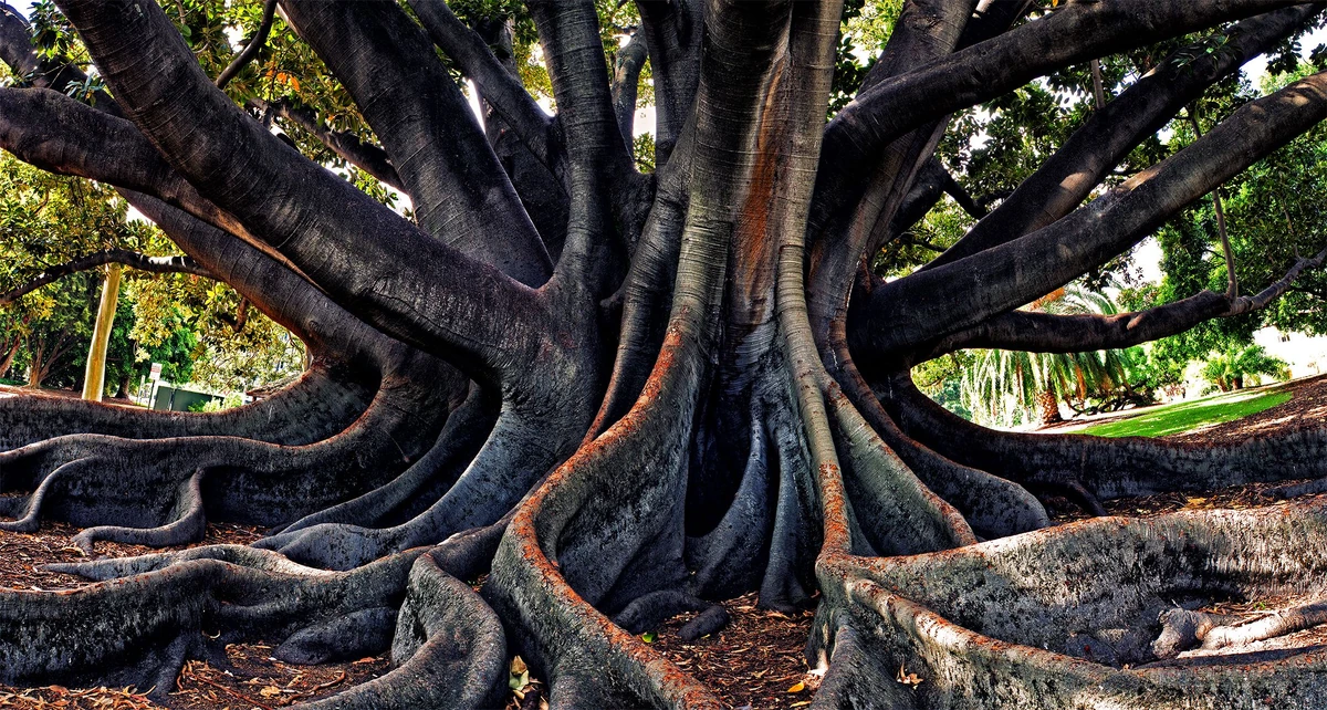 Tree of Nachash | Sail of Fools Wiki | Fandom