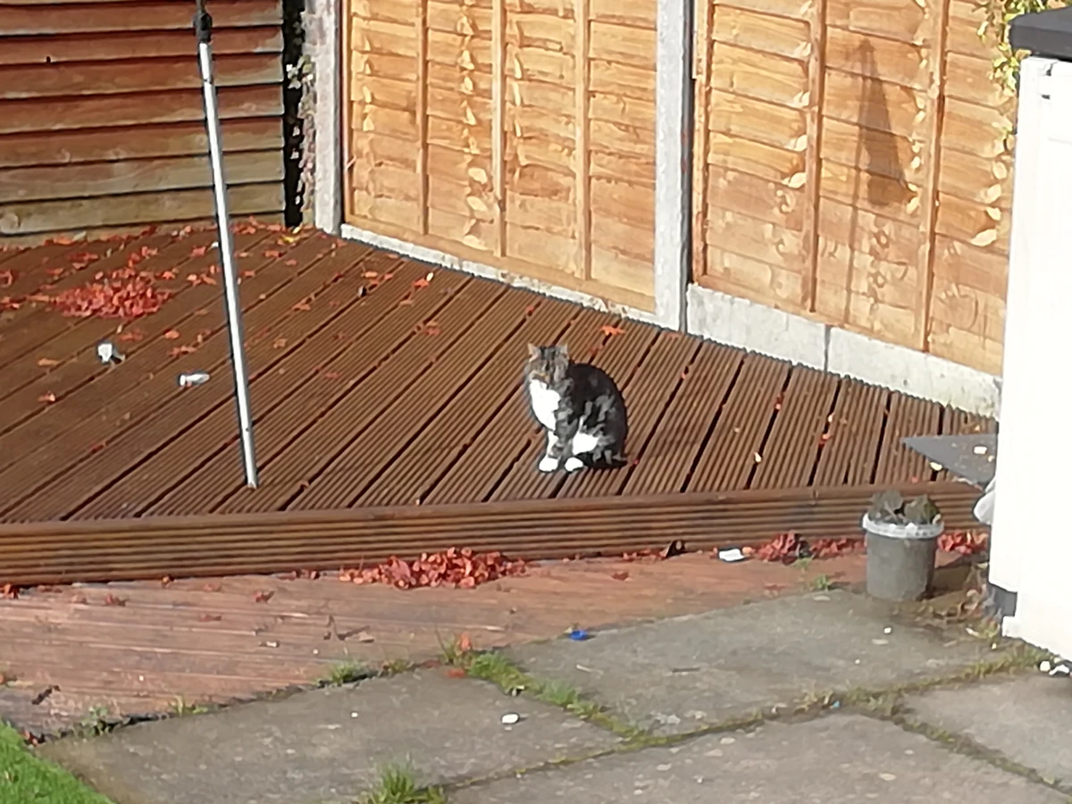 The cat in the garden | Sakana's Wiki | Fandom