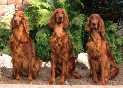 Irish Setter | SAKC Dogs Wiki | Fandom
