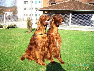 Irish Setter | SAKC Dogs Wiki | Fandom