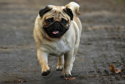 Pug | SAKC Dogs Wiki | Fandom