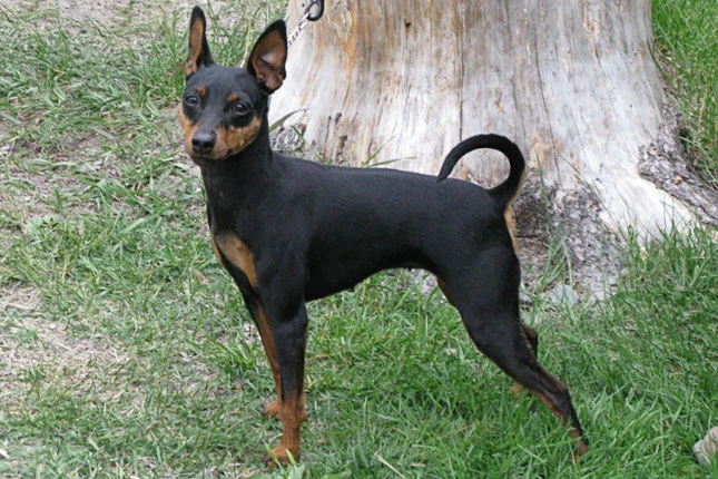 Miniature Pinscher Full Grown