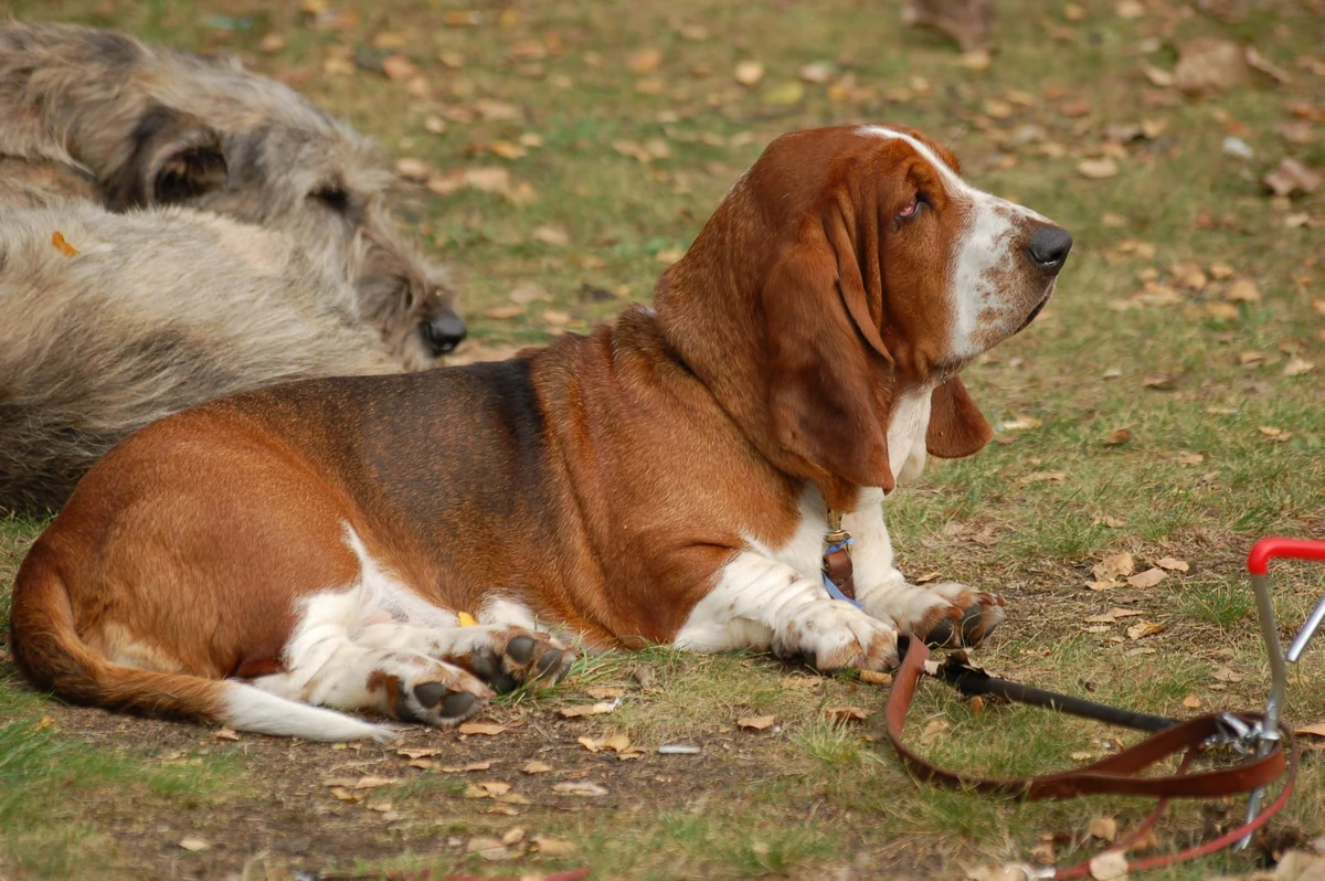 Basset Hound | SAKC Dogs Wiki | Fandom