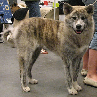 Akita | SAKC Dogs Wiki | Fandom
