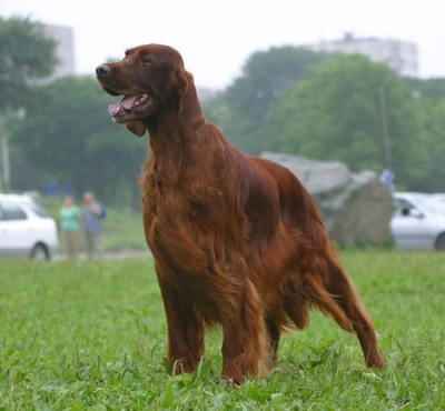 Irish Setter | SAKC Dogs Wiki | Fandom