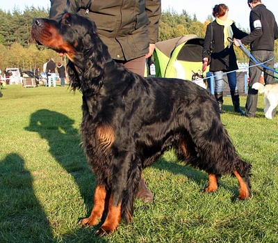 Gordon Setter | SAKC Dogs Wiki | Fandom