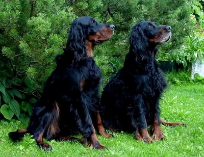 Gordon Setter | SAKC Dogs Wiki | Fandom