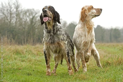 English Setter | SAKC Dogs Wiki | Fandom