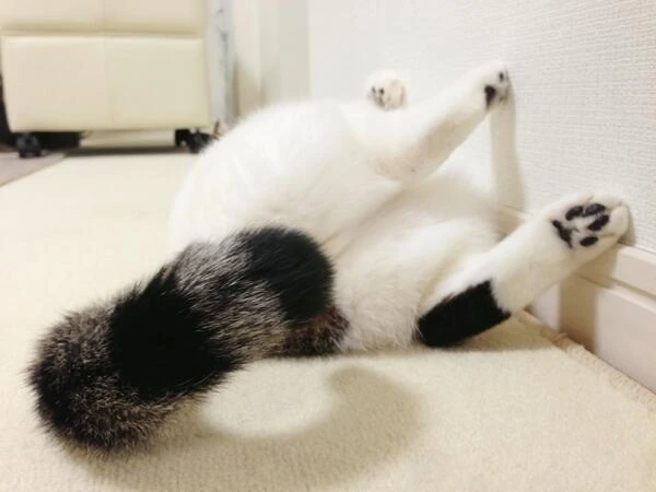 ( ͡º ͜ʖ ͡º) | Sakurai's Cat All about his cat Wiki | Fandom