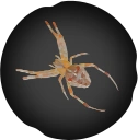 Spider Husk | Salt 2: Shores of Gold Wiki | Fandom