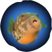 Golden Puffer | Salt 2: Shores of Gold Wiki | Fandom