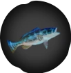 Blue Grouper | Salt 2: Shores of Gold Wiki | Fandom