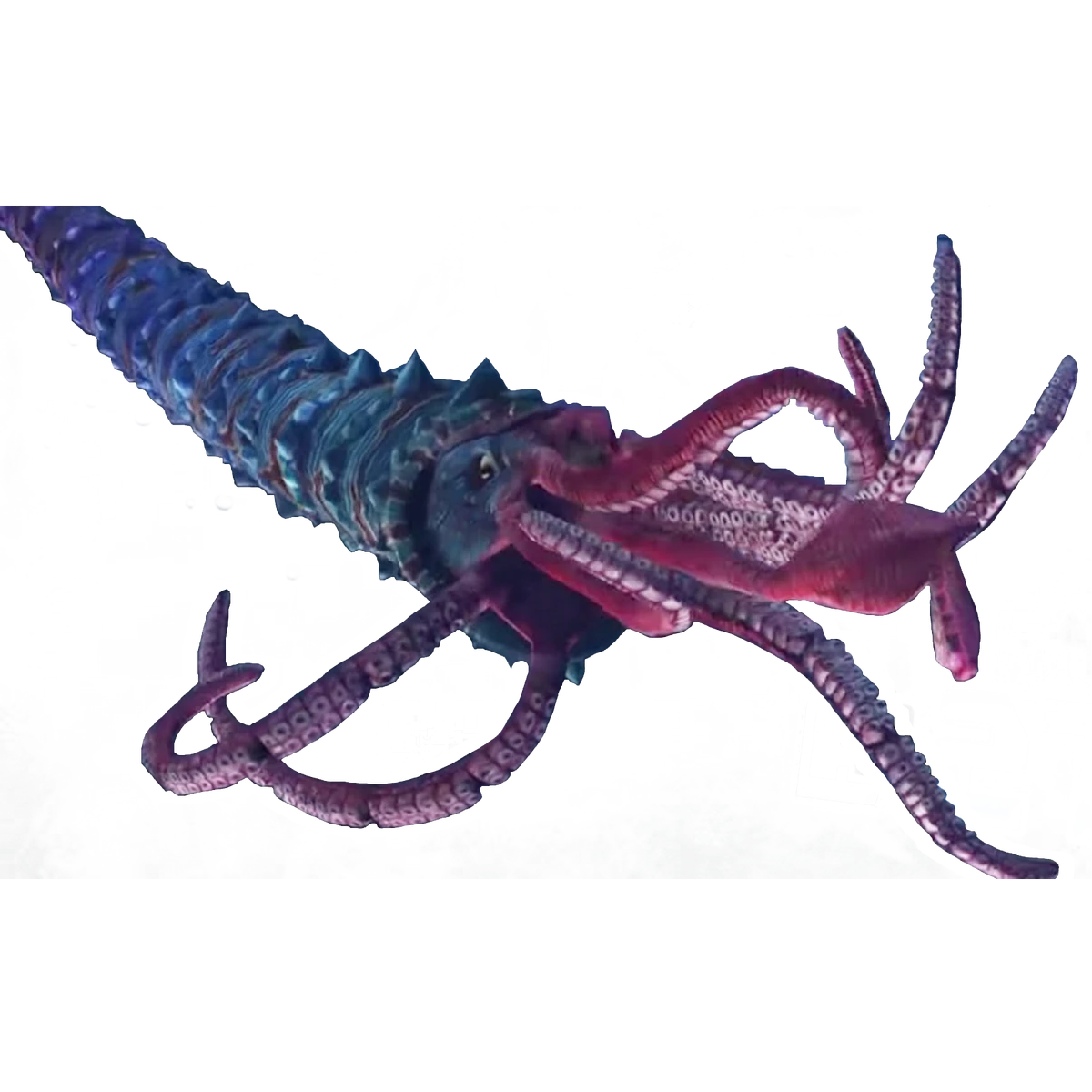 Baculites | Sam and zac Wiki | Fandom