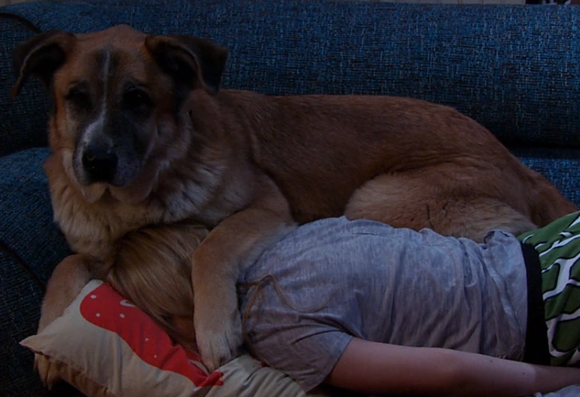 Rover | Wiki Sam & Cat | Fandom