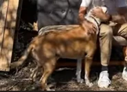 Milo | Samme Wiki | Fandom