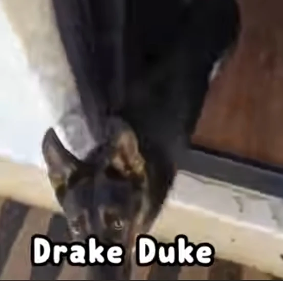 Drake duke | Samme Wiki | Fandom