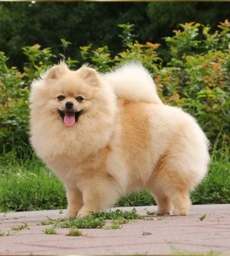 Ванила | Samo za Akija Wiki | Fandom