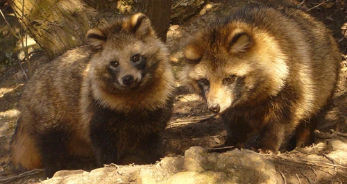 Tanuki | Wiki Samurai Chronicles | Fandom