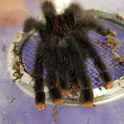 J shore jr | Sandbox for any uses Wiki | Fandom