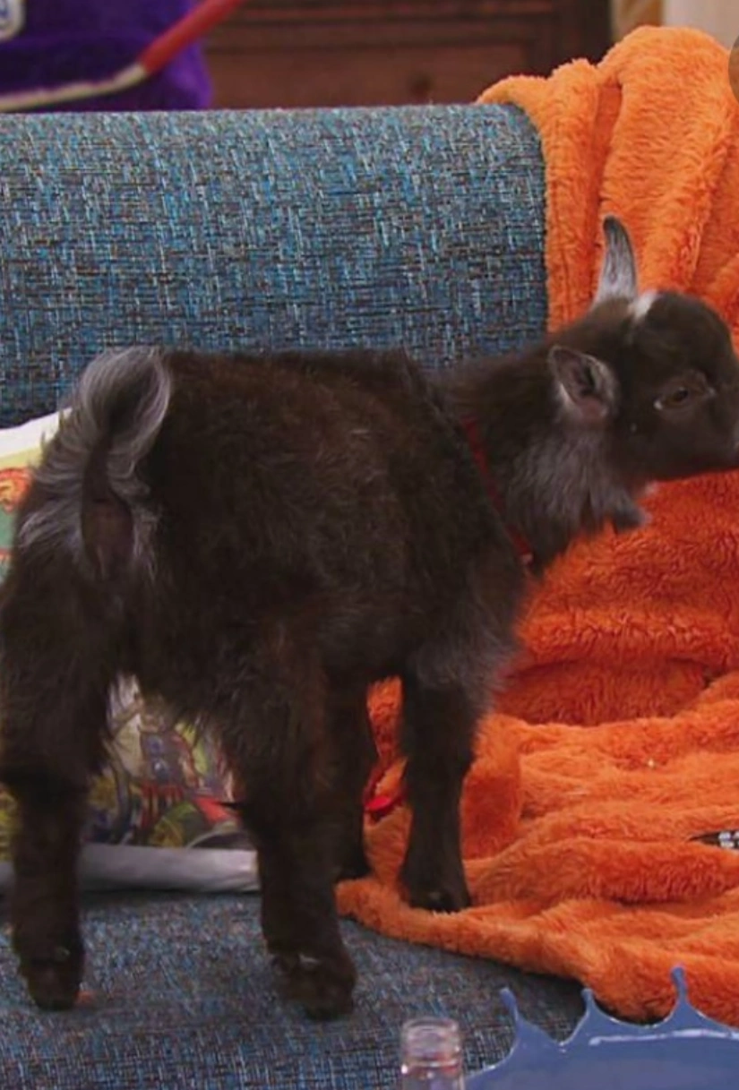 Murf | Sam and Cat Fanon Wiki | Fandom