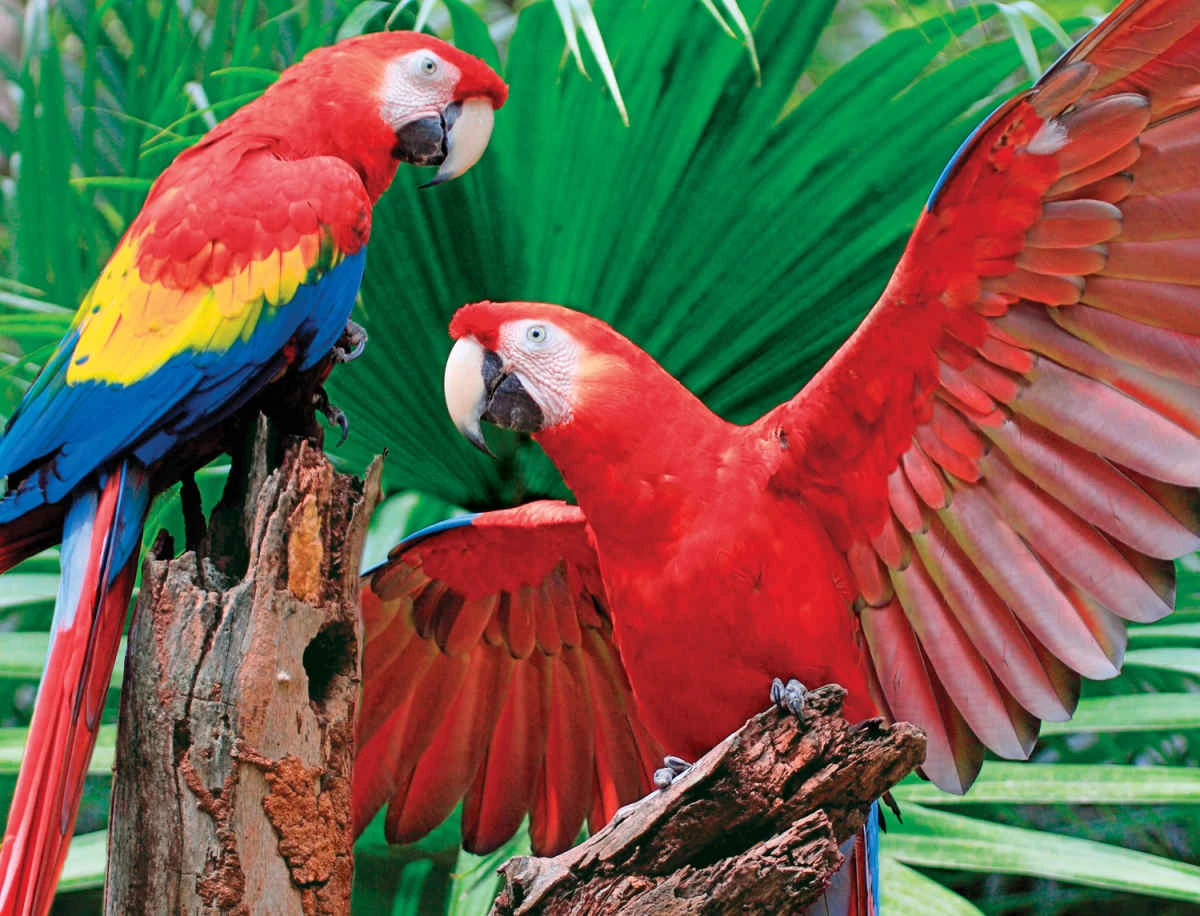 Scarlet Macaw | Zoopedia Wiki | Fandom
