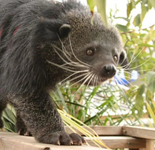 Binturong | Zoopedia Wiki | Fandom