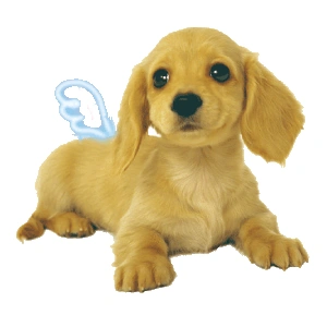 Category:Animal Photos | San-X Wiki | Fandom