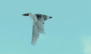 Pelagornis | Sapien Roblox Wiki | Fandom