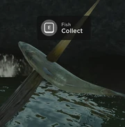 Fish | Sapien Roblox Wiki | Fandom