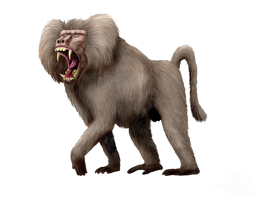 Baboon | Sapien Roblox Wiki | Fandom