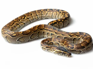 Snake | Sapien Roblox Wiki | Fandom