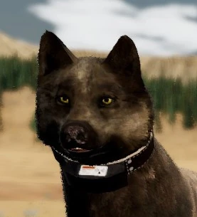 Altair | Sapphirejas's WolfQuest Legacy Wiki | Fandom