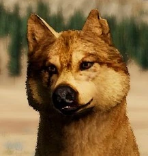 Dawn | Sapphirejas's WolfQuest Legacy Wiki | Fandom