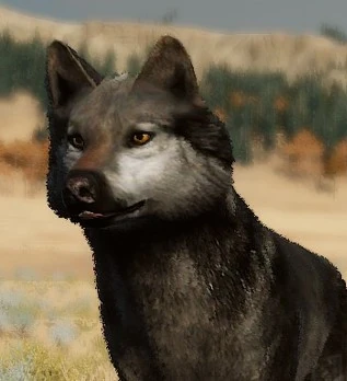 Cinder | Sapphirejas's WolfQuest Legacy Wiki | Fandom