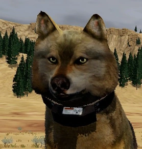 Cupid | Sapphirejas's WolfQuest Legacy Wiki | Fandom