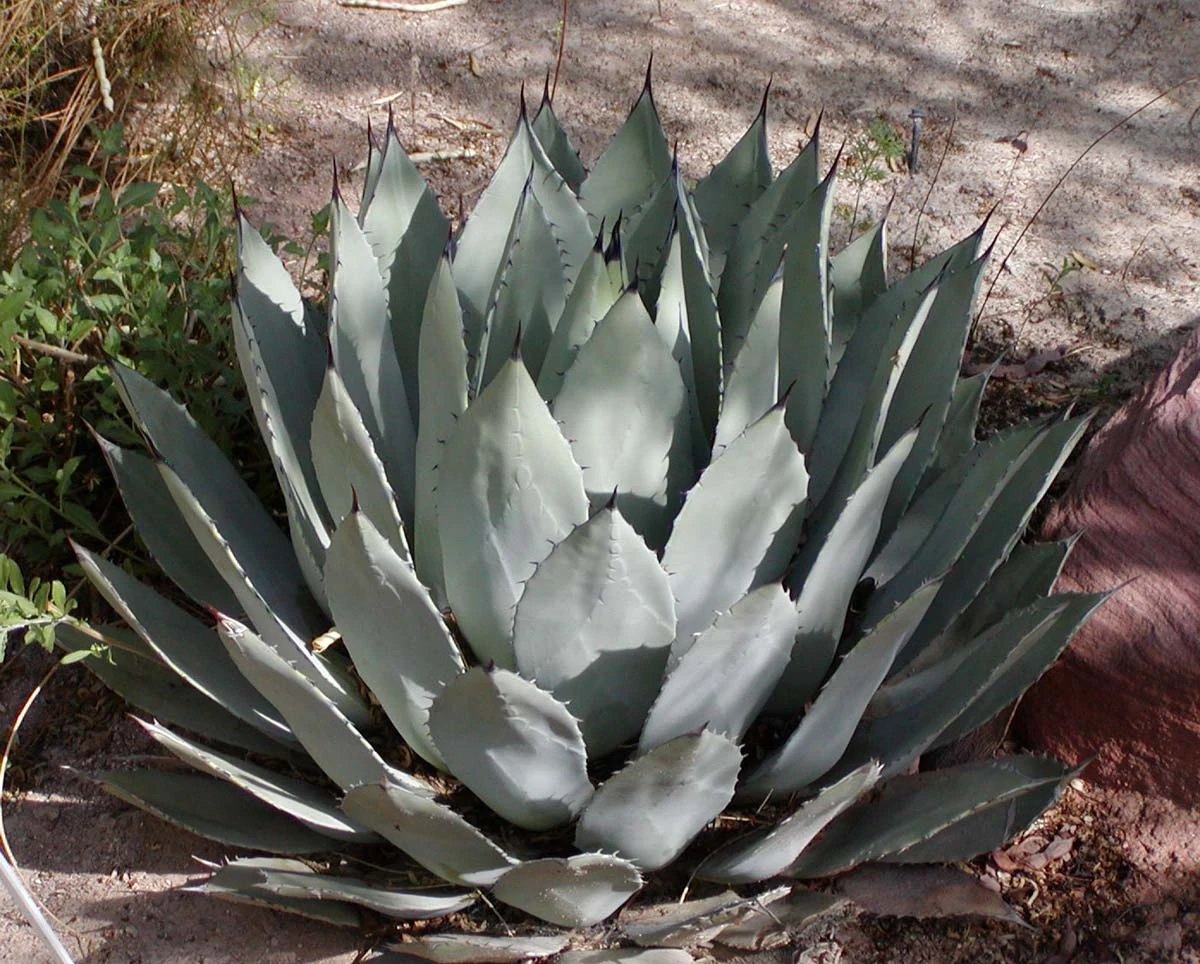 Agave | Wiki Sarkan | Fandom