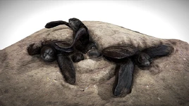 Toxochelys | Saurian Wikia | Fandom