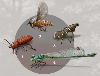 Insecta | Saurian Wikia | Fandom