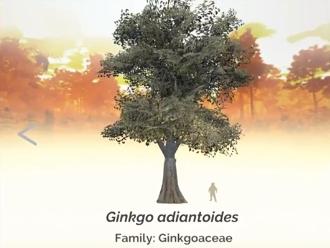 Ginkgo adiantoides | Saurian Wikia | Fandom