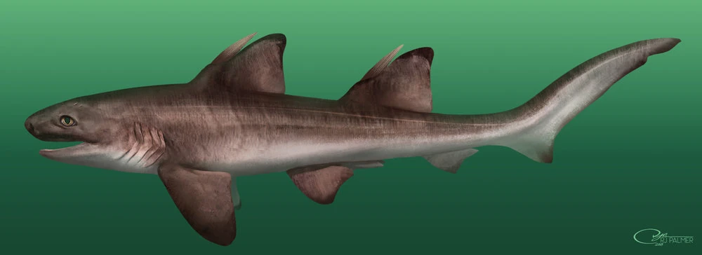 Lonchidion | Saurian Wikia | Fandom