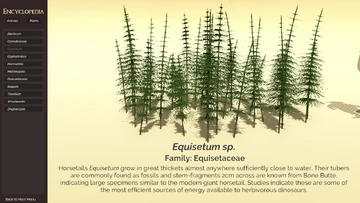equisetum types