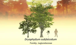 "Dryophyllum" subfalcatum | Saurian Wikia | Fandom